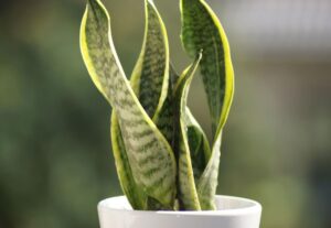 How to Care for Sansevieria Superba: Essential Tips