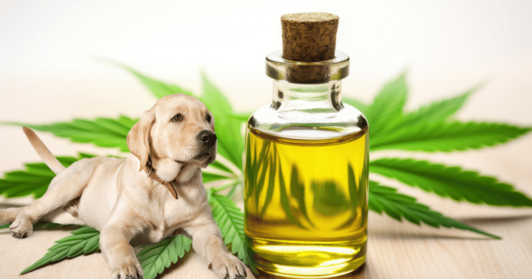 Is Neem Oil Safe for Dogs? Natural Remedy or Hidden Danger